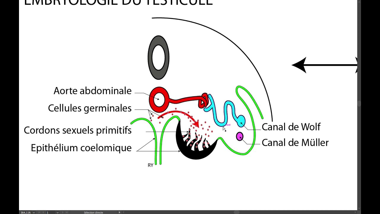 3 Embryologie des testicules et des voies spermatiques - YouTube