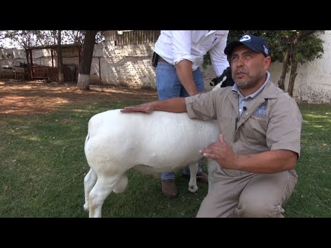 Como debe ser un borrego reproductor. - YouTube