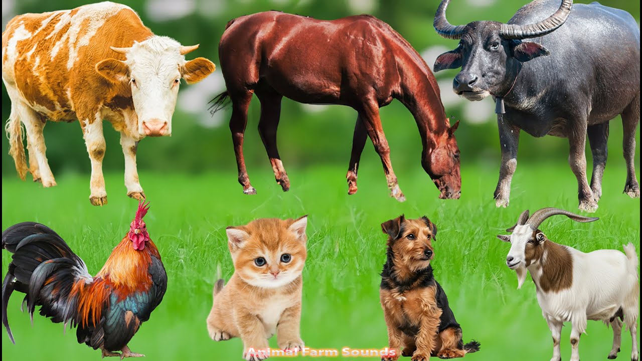 Farm Animals: Horse, Elephant, Cow, Chicken, Dog, Pig, Cat, Tiger, Goat ...