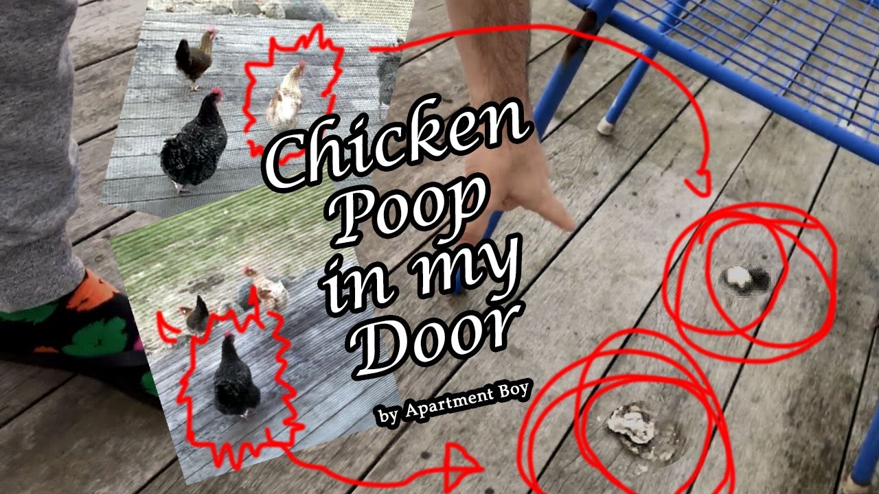Chicken Poop in my Door by Apartment Boy from a farm - YouTube