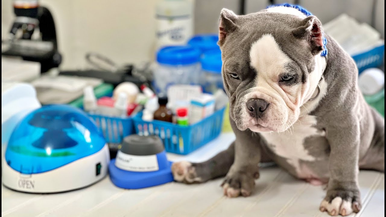 WE DID IT AGAIN !! PLUS 10 WEEK OLD MICRO BULLY PUPPY UPDATE... - YouTube