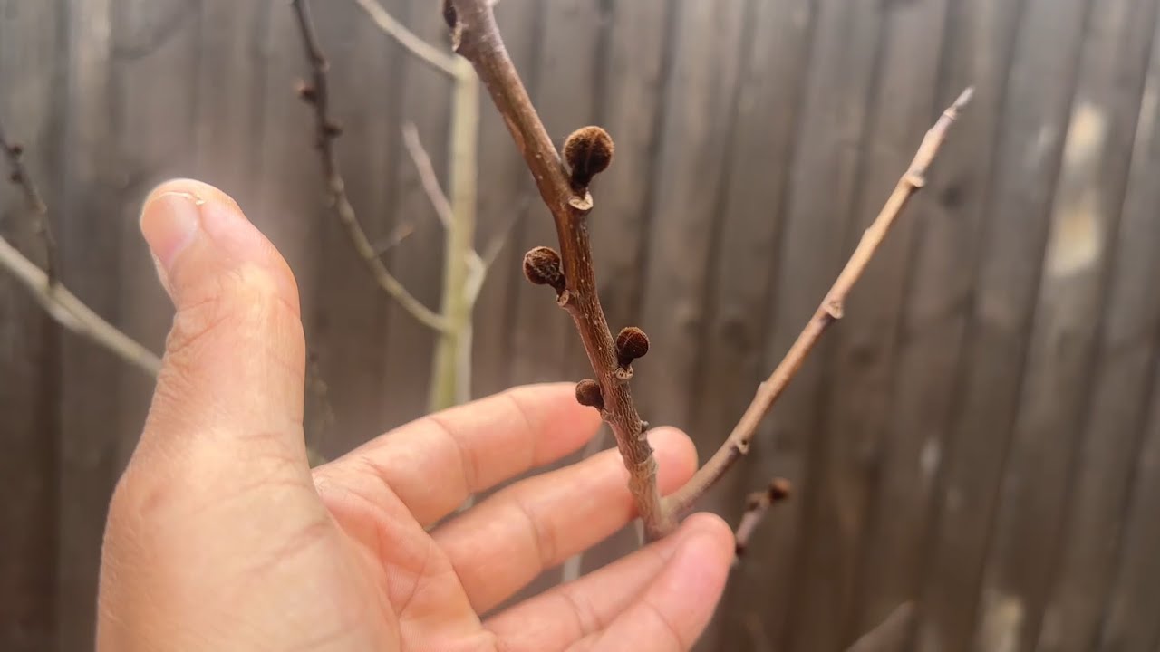 An update on my North American Paw Paw Trees (Asimina Triloba) - YouTube