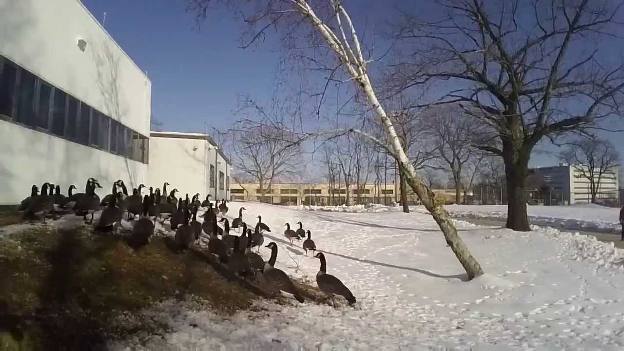 GOOSE HERDING WITH MY DJI PHANTOM FC40 - YouTube