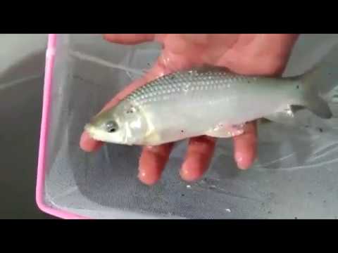 Rohu Fish Farming In Biofloc System.. - YouTube