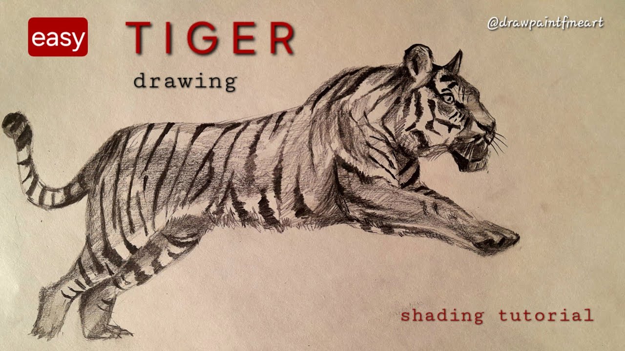 Easy Shading Drawing | Tiger Drawing Tutorial - YouTube