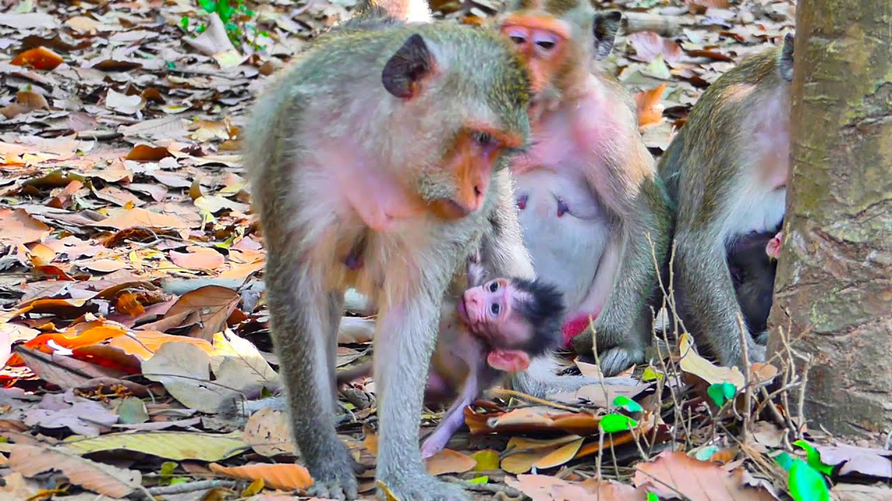 ___What happen Button monkey mom with her baby monkey Babette ...