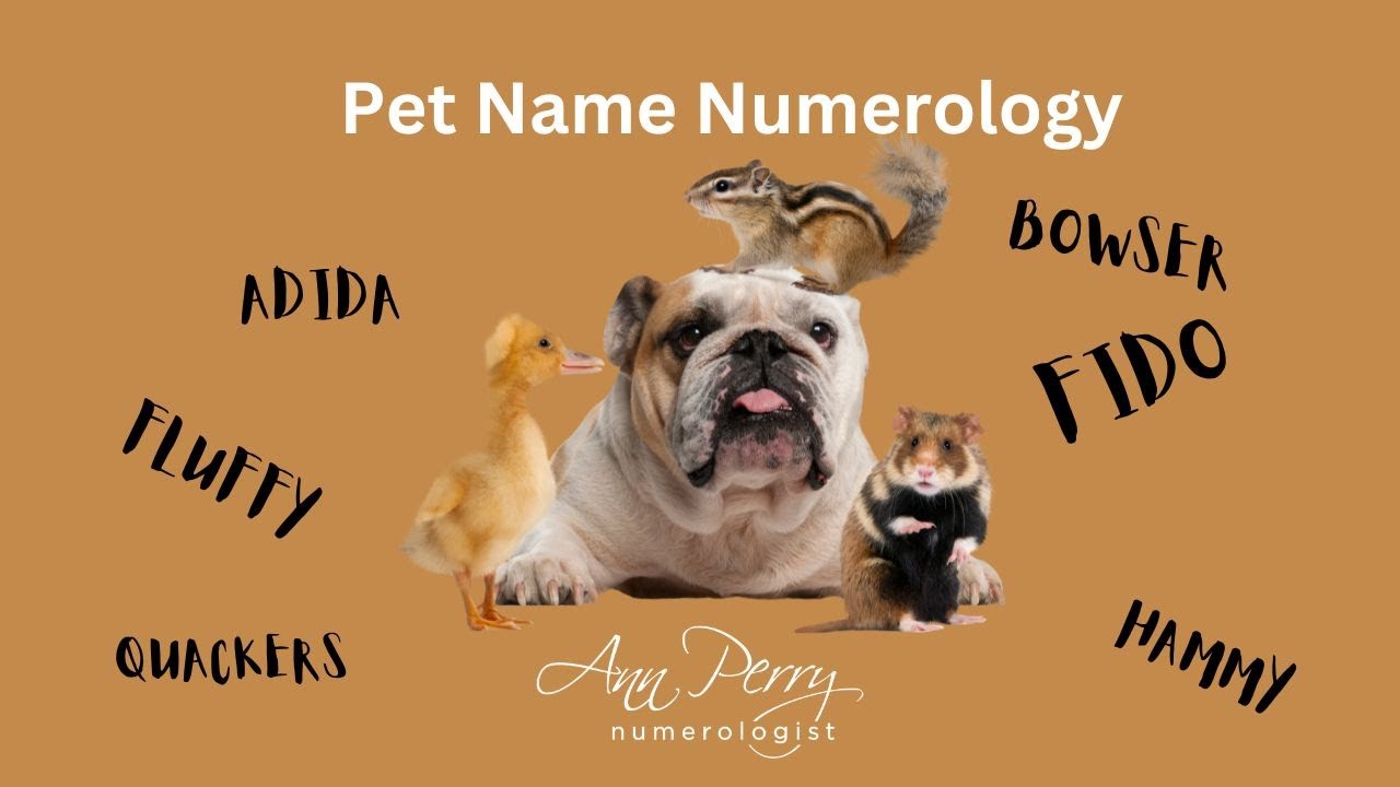 Numerology for Pet Names - YouTube