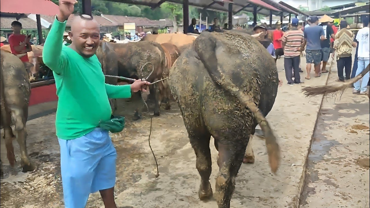 SAPI MONSTER METAL MONCONG DATANG BUKA HARGA AMAZING DEAL PAK HAJI ...