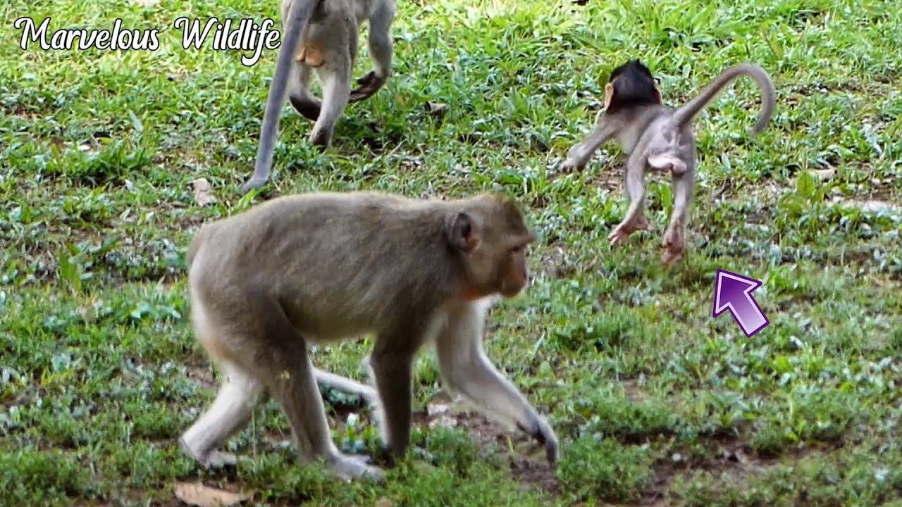 Button monkey deside allows little baby Jonna go back her mom, Jane's ...