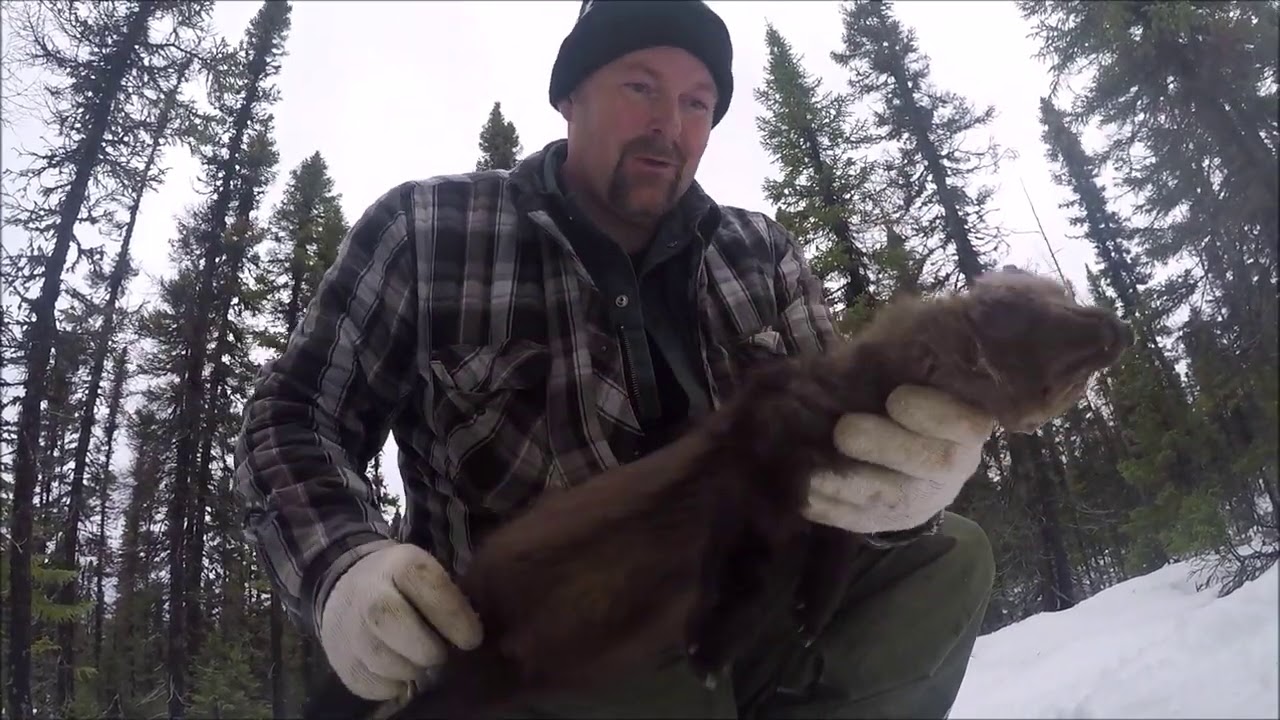Setting & Checking Marten Traps & Small Game Hunting (1st Check) - YouTube