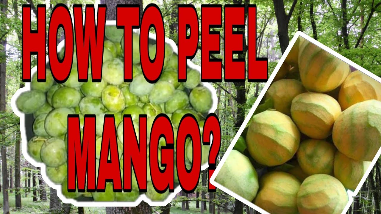 HOW TO PEEL HALF RIPE MANGO? ||INDIAN MANGO ||ALFIE CHANNELTV - YouTube