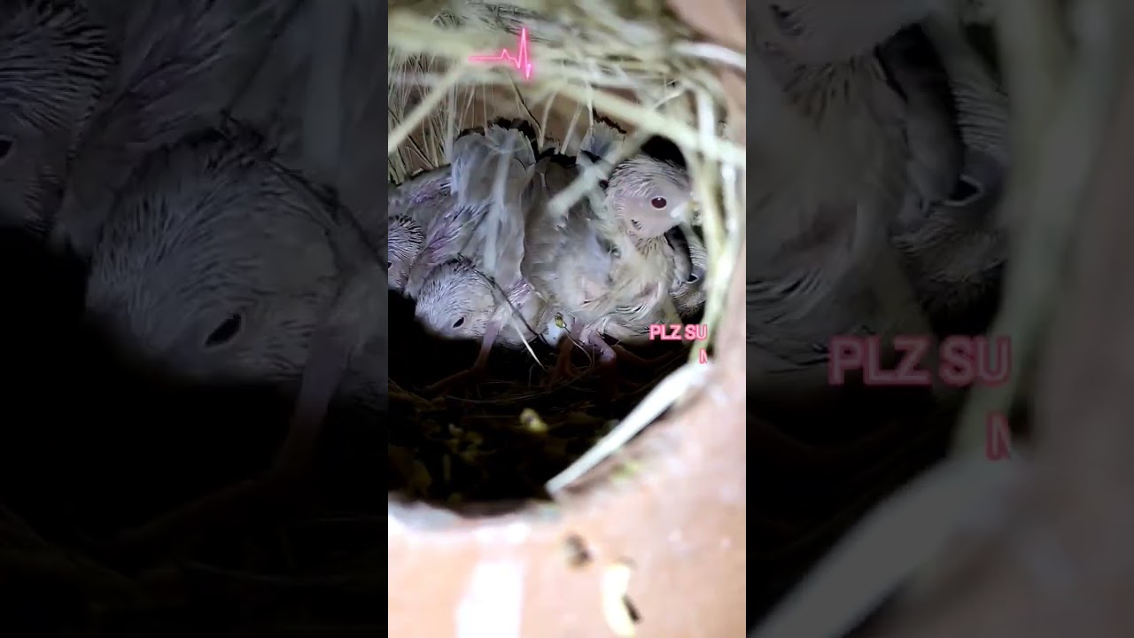 Fawn Java Breeding Progress #birds #lovebirds #java #shorts #Java - YouTube
