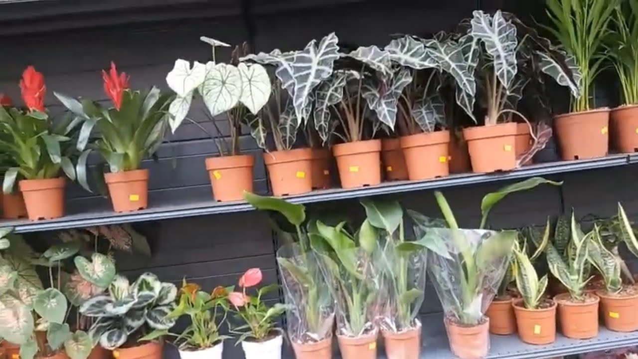 Uygun Fiyatlı Kaktüs-Sukulent ve Çiçekler#kayalar avm #çiçekçi gezisi ...