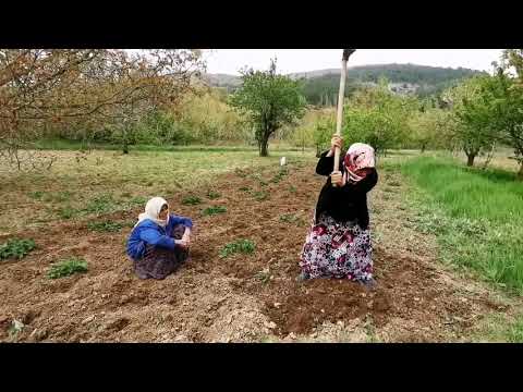 EVDE DURMAYAN HALAMI BURDA BULDUK YAYDIM ETTİK