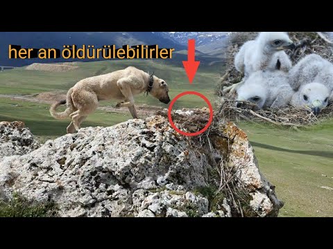 KARTALAR KÖPEKLER TARAFINDAN ÖLDÜRÜLEBİLİR ~GELECEKLERİ BANA BAĞLI