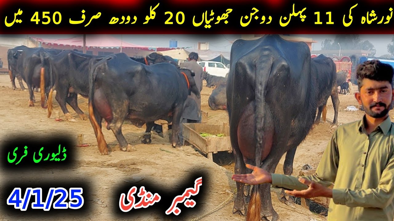 Noorshah ravi ki 11 bheinsein for sel in gamber mandi|راوی کی بھینس ...