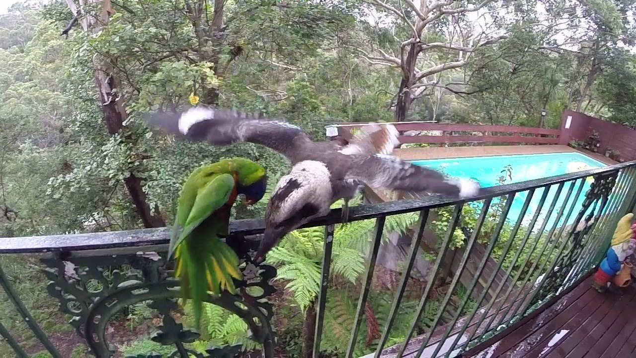 Lorikeet attacks Kookaburra!! - YouTube