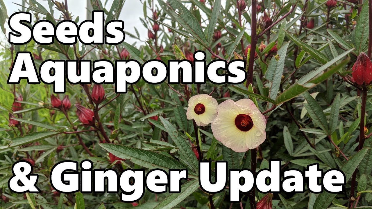 Garden Plans, Feeding the Fish in the Aquaponics & Ginger Update - YouTube