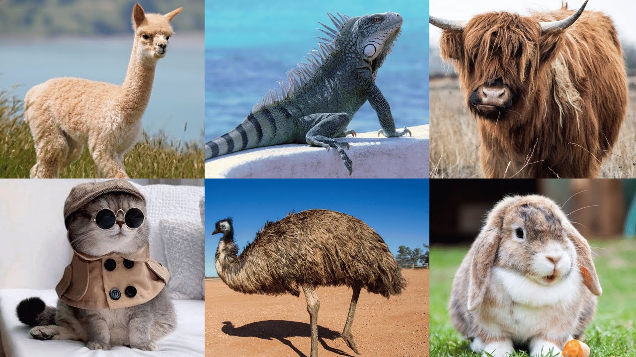 Discover Domestic Animals in Alphabetical Order: A-Z Learning for Kids ...