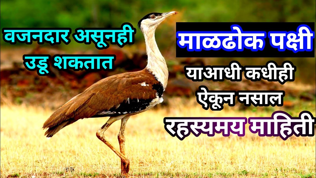 Maldhok Pakshi Maldhok Pakshi Information In Marathi maldhok-pakshi-maldhok-pakshi-information-in-marathi