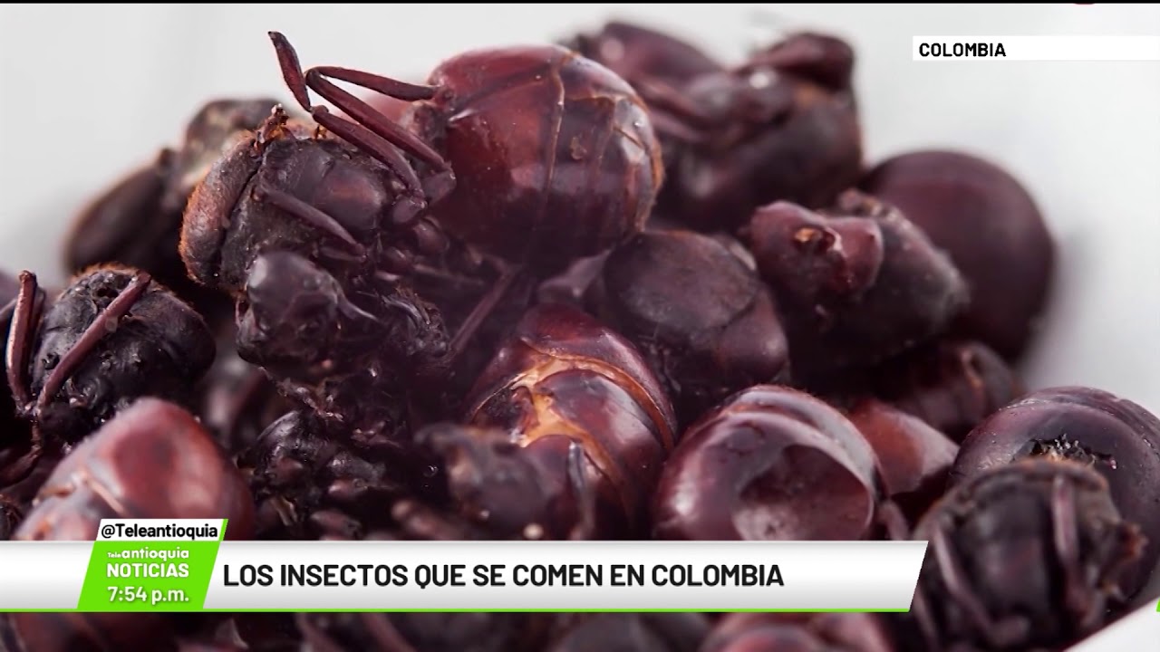 Los insectos que se comen en Colombia - Teleantioquia Noticias - YouTube