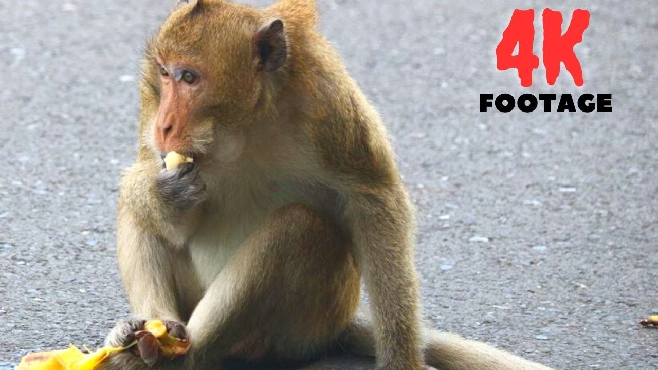 Monkeys come out of the forest to eat bananas l Viral Monkey 4K Animal ...