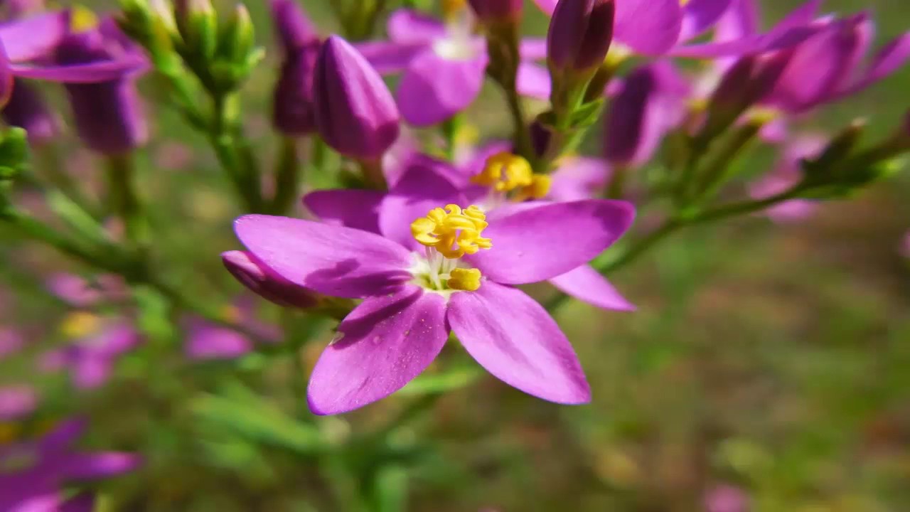 Propiedades de la Centáura menor (Centaurium quadrifolium) - YouTube
