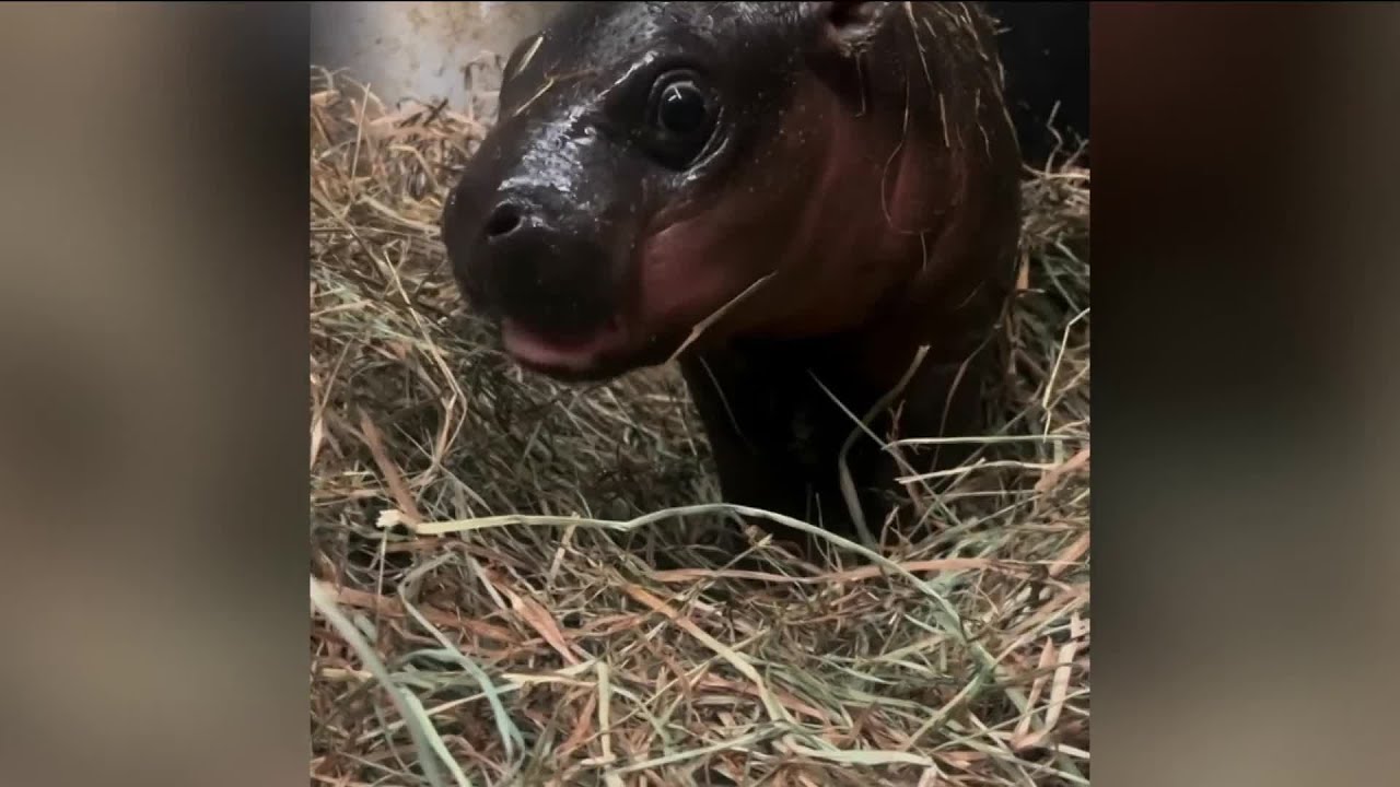 Help pick name for new Pygmy hippo born at Virginia zoo - YouTube