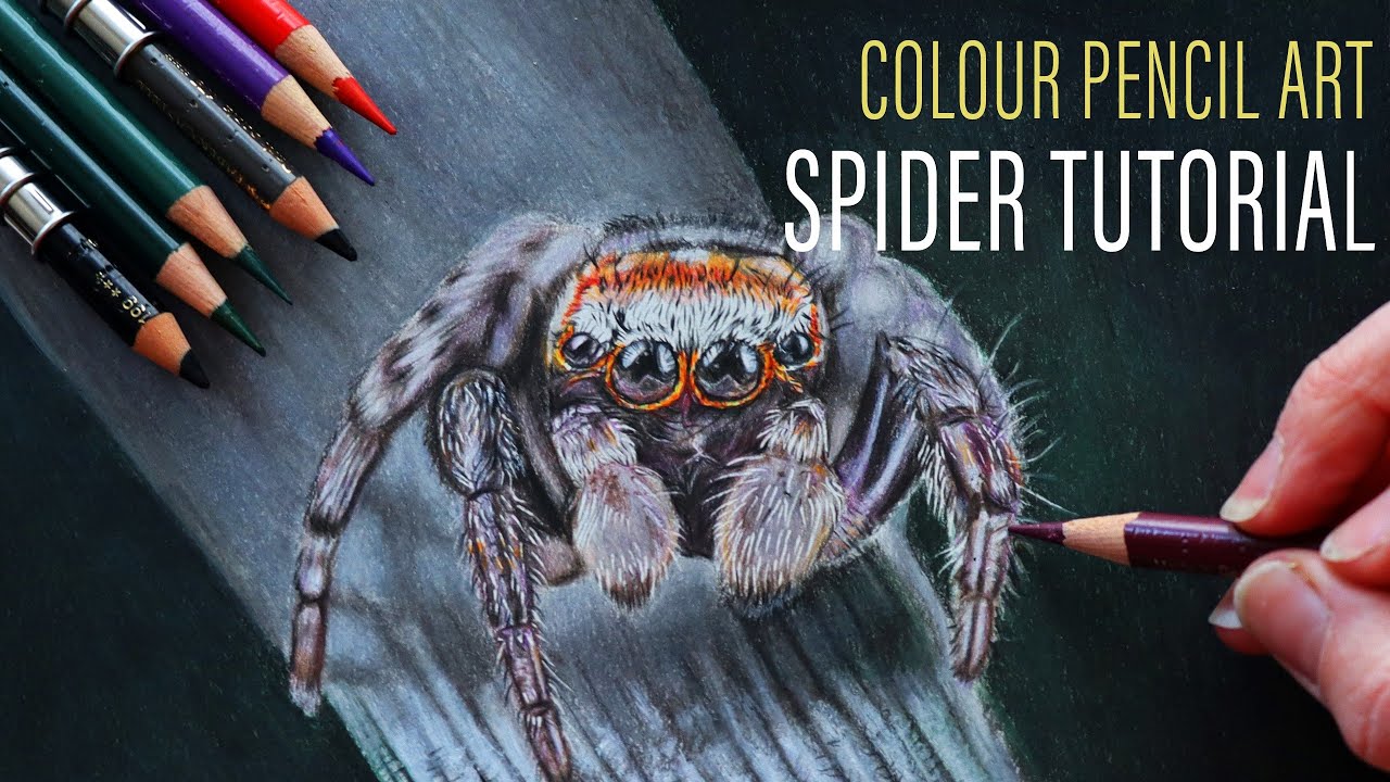 🕷️ Realistic Spider Drawing Tutorial | Short Colored Pencil Guide with ...