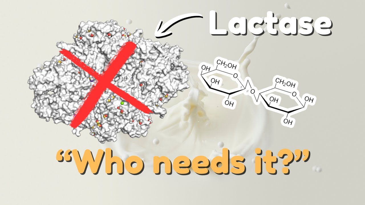 The Great Lactose Experiment: How much is too much? - YouTube