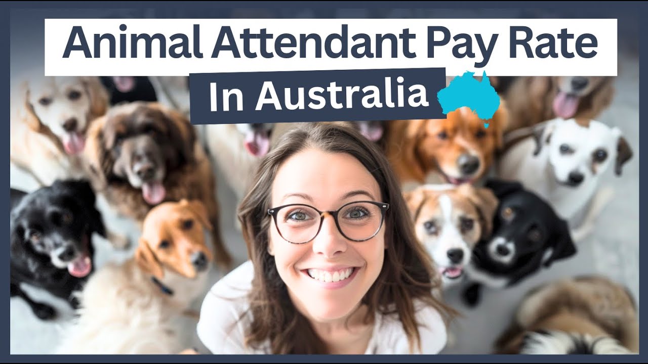 Animal Attendant Pay Rate in Australia - YouTube