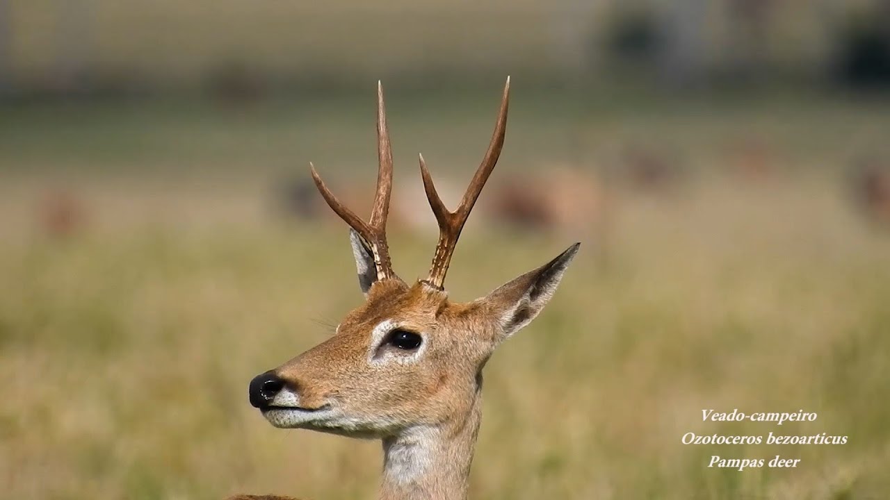 VEADO-CAMPEIRO, VEADO GALHEIRO, (OZOTOCEROS BEZOARTICUS), PAMPAS DEER ...