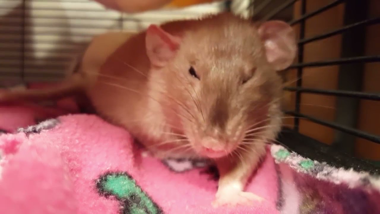 rat clenches fist in rage but with vermintide music - YouTube