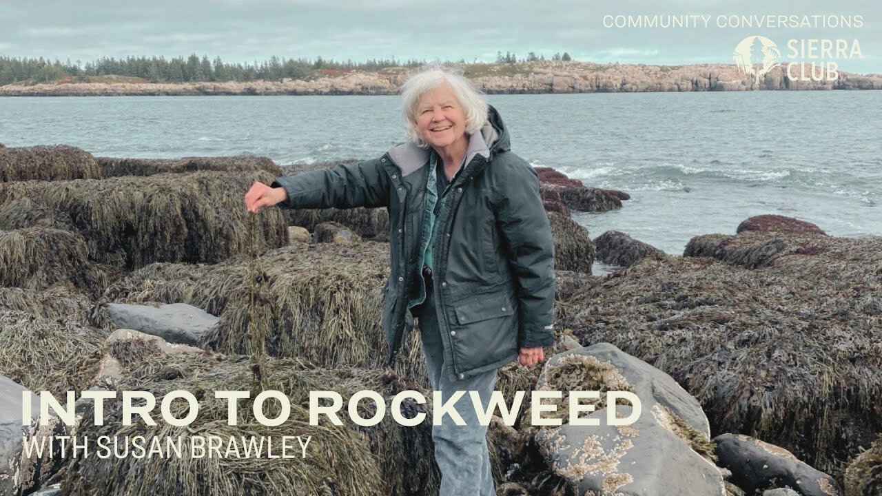 Community Conversation: Intro to Rockweed with Susan Brawley - YouTube