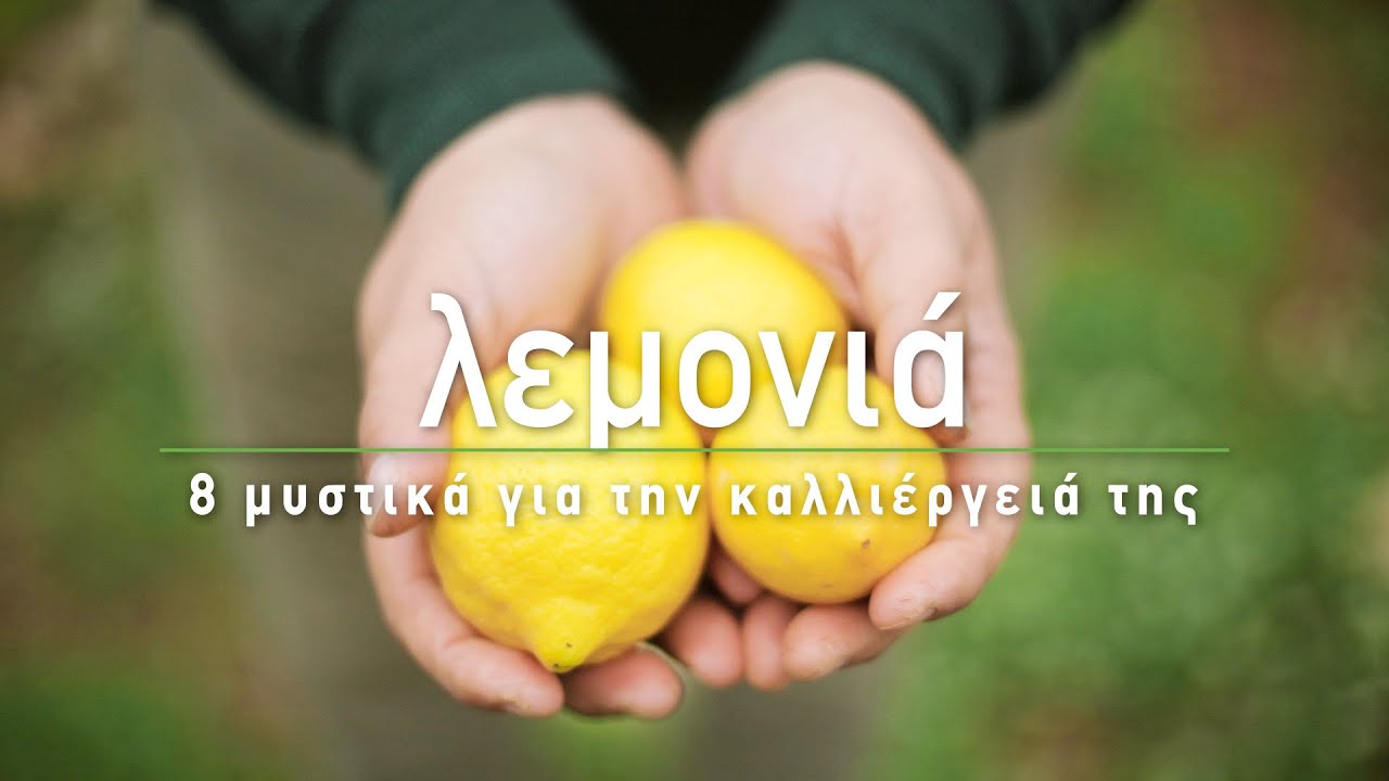 🍋 Λεμονιά: 8 μυστικά για την καλλιέργειά της - Τα Μυστικά του Κήπου ...