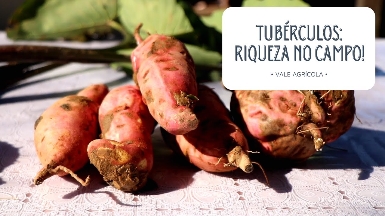Tubérculos: fáceis de cultivar e ricos na alimentação no campo! - YouTube
