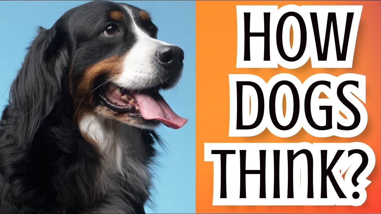Unlocking the Mystery of How Dogs Think - YouTube