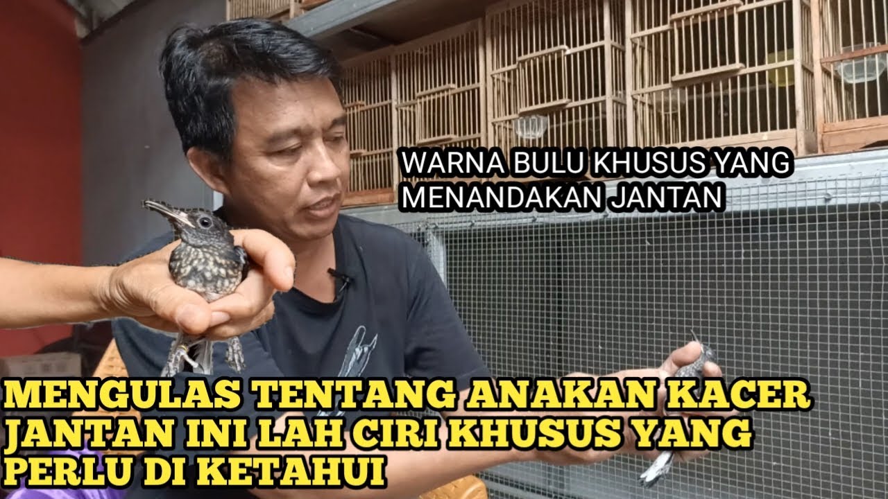 MENGULAS TENTANG ANAKAN KACER JANTAN INI LAH CIRI KHUSUS YANG PERLU DI ...