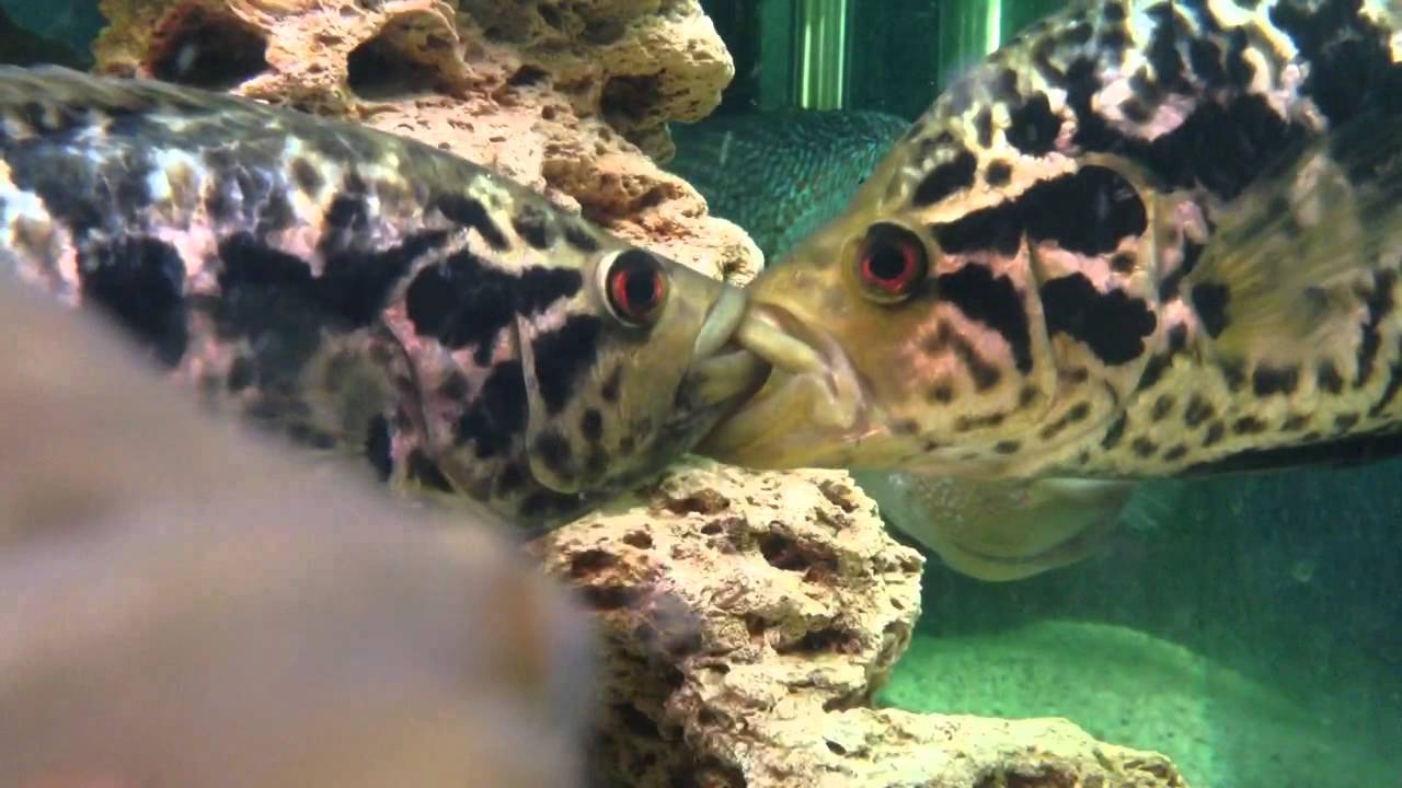 Cichlasoma managuense, Манагуанская цихлозома - YouTube