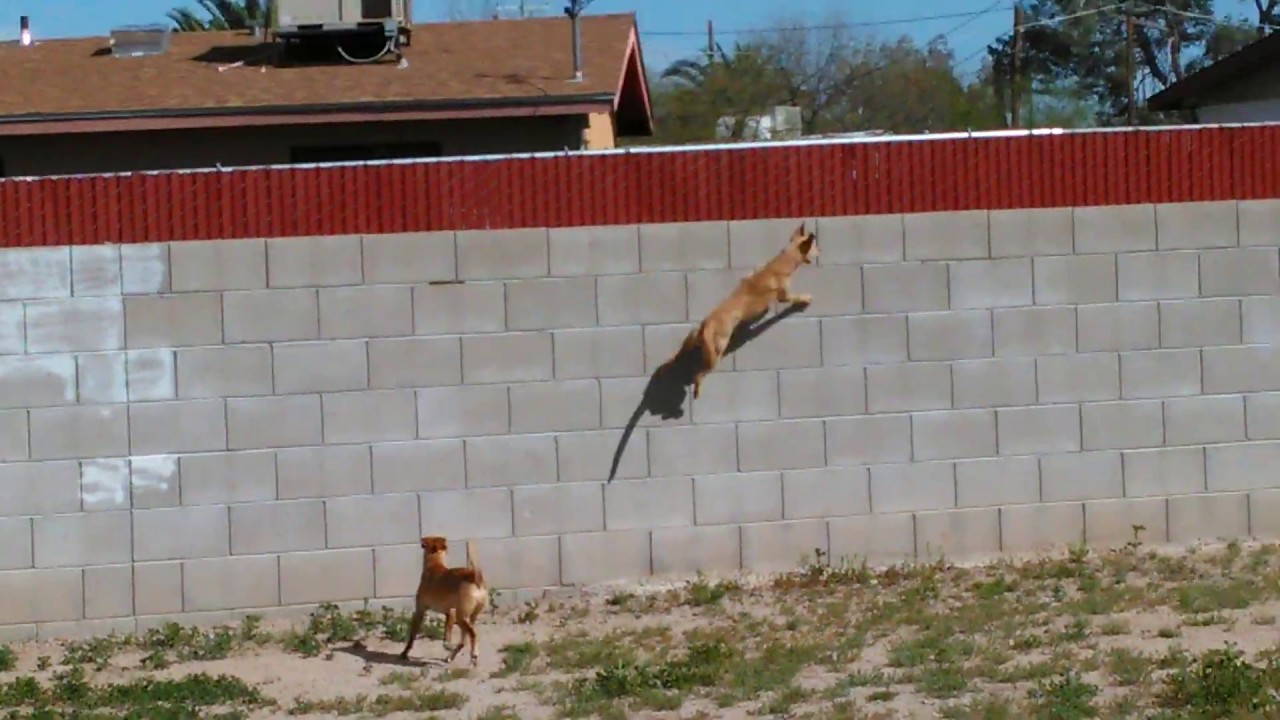 running up wall - YouTube