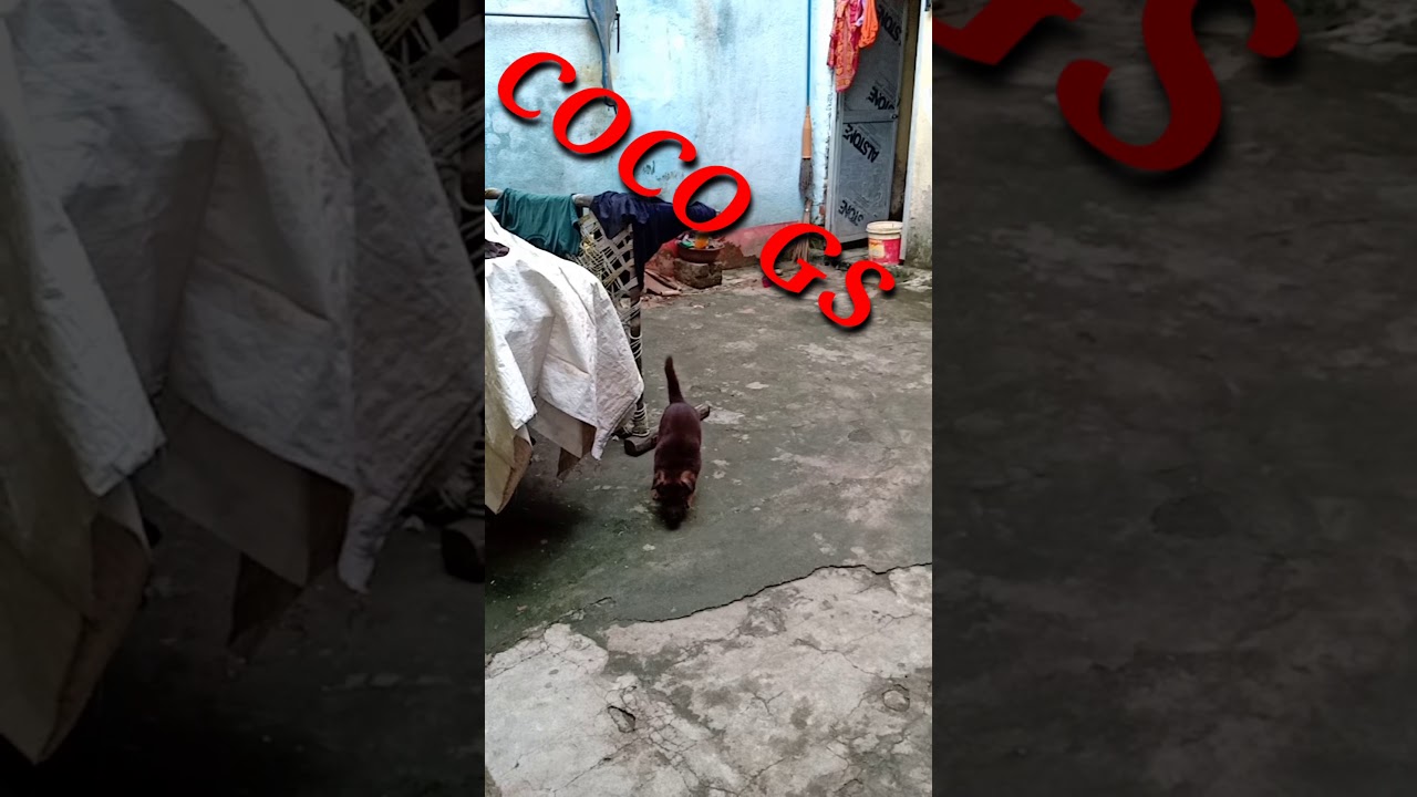 CoCo Running time - YouTube