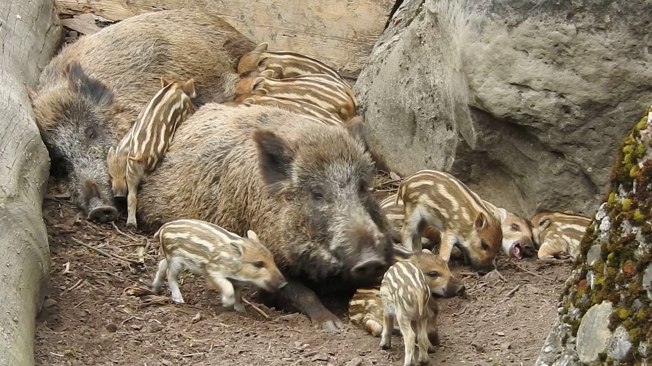 ウリ坊わんさか 圧巻のミルクタイム Wild boar & Boarlet 2018 0505 - YouTube