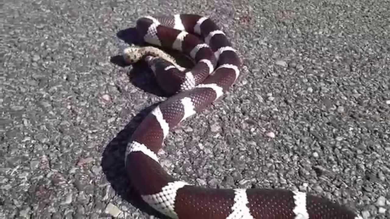 kingsnake eating gophersnake - YouTube