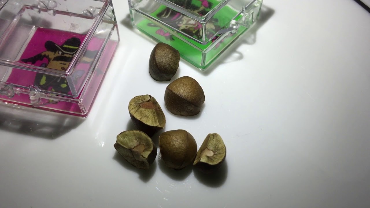 Mexican Jumping Beans - YouTube