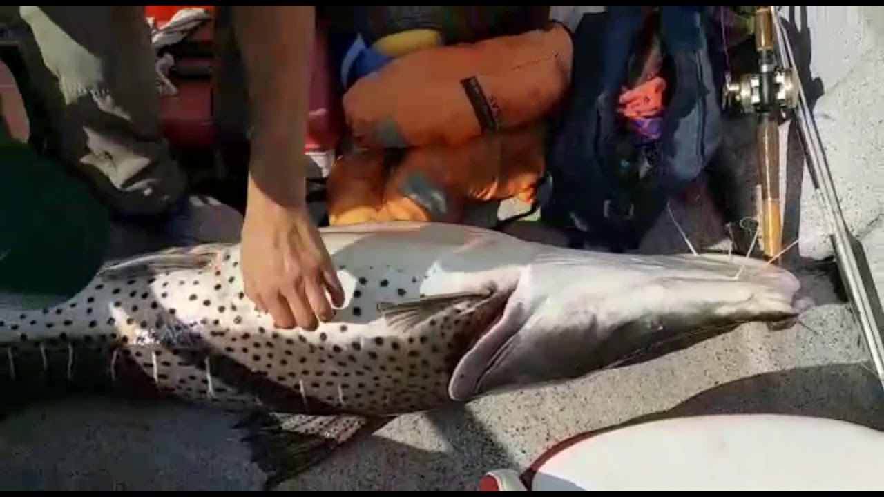 Pesca de surubí gigante en aguas del lago de Salto Grande - YouTube