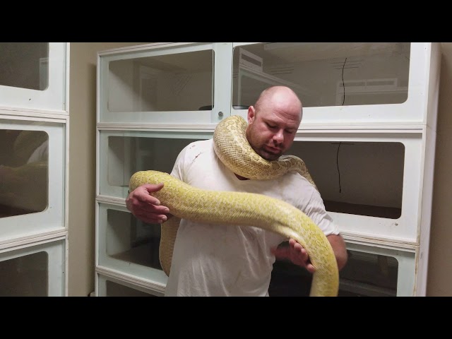 Green Granite Burmese Python