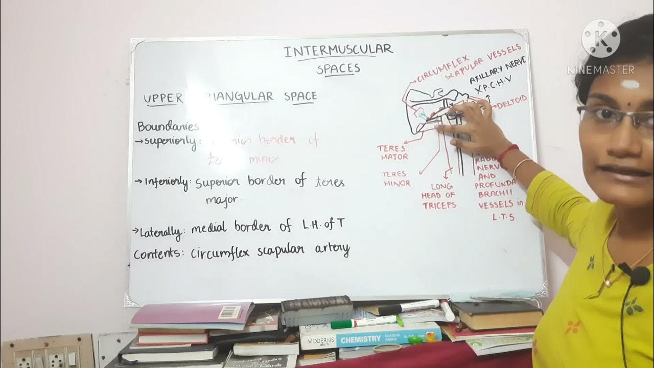 Intermuscular spaces | Quadrangular Space | Lower triangular space ...