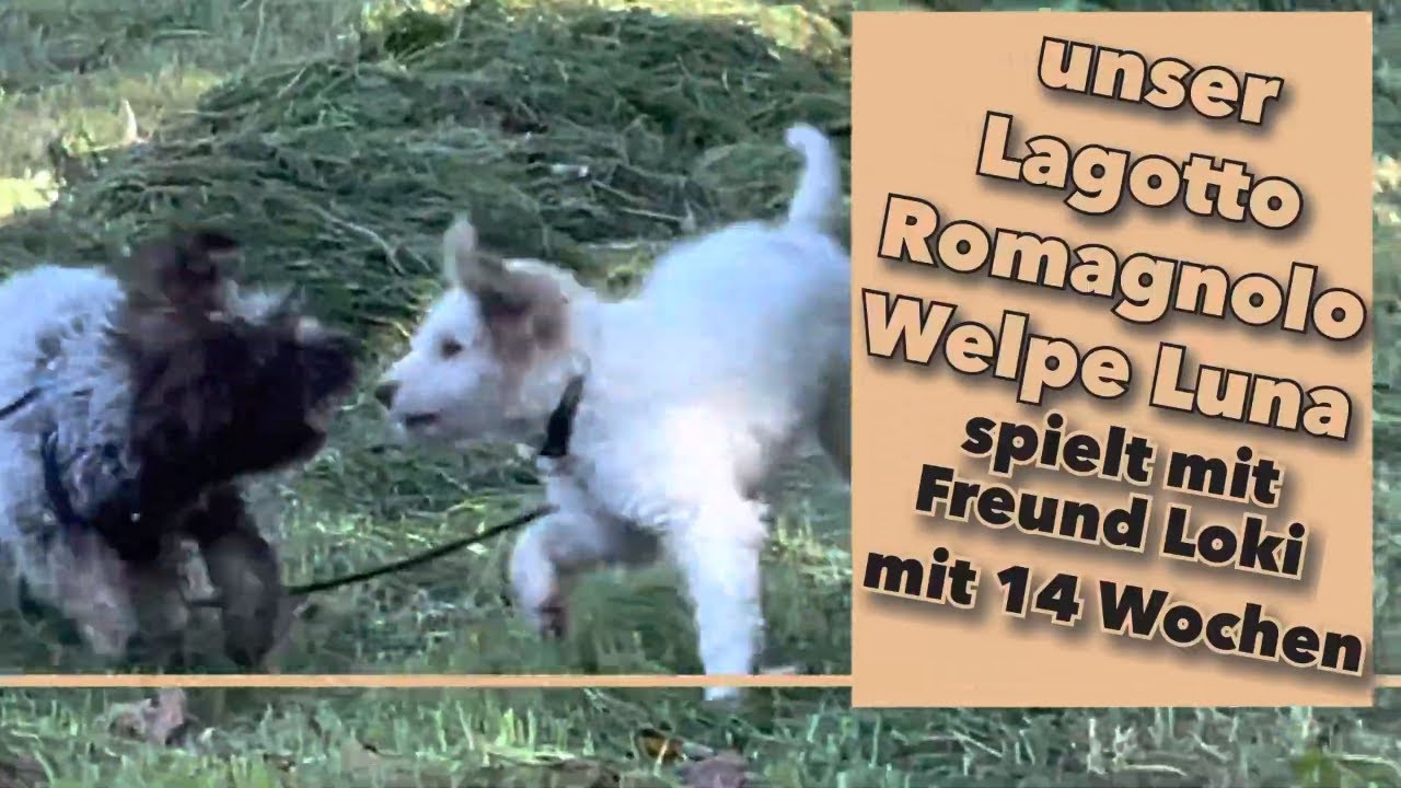 Unser Lagotto Romagnolo Welpe Luna - spielt mit Freund Loki mit 14 ...