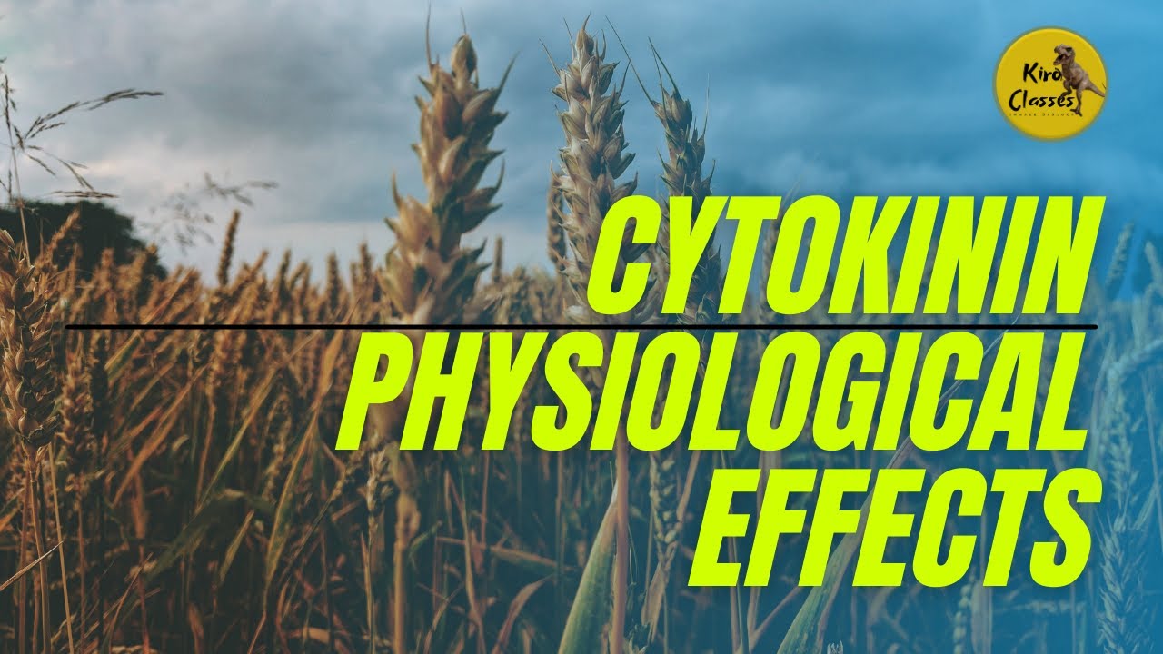 Physiological effects of Cytokinins in Plants | Cytokinin Effect on ...