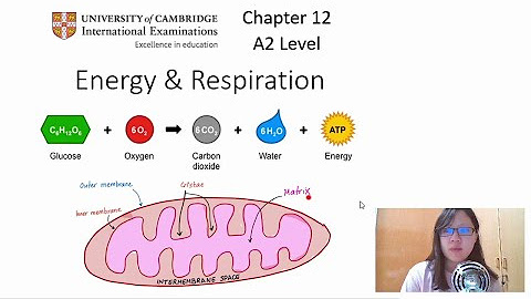 Chapter 12 - Respiration | Cambridge A-Level 9700 Biology - YouTube